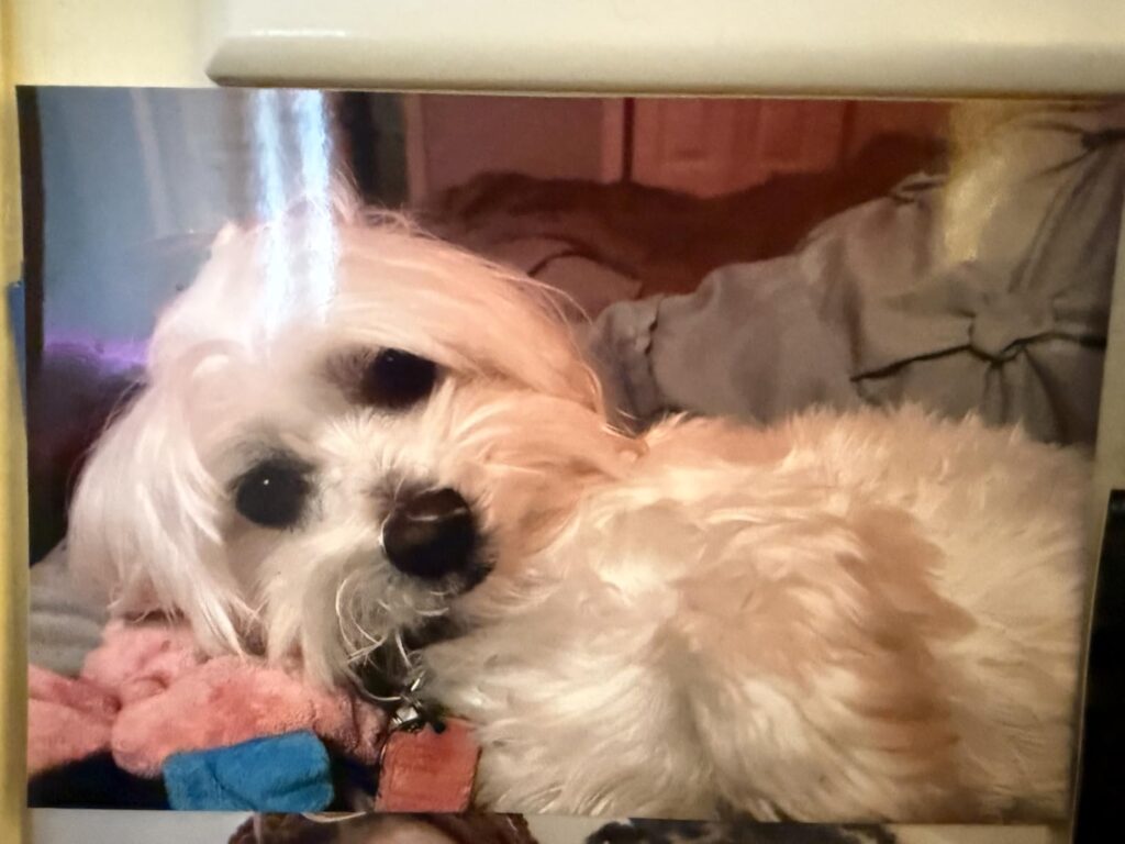 10 Best Printers for Mac (December 2025)