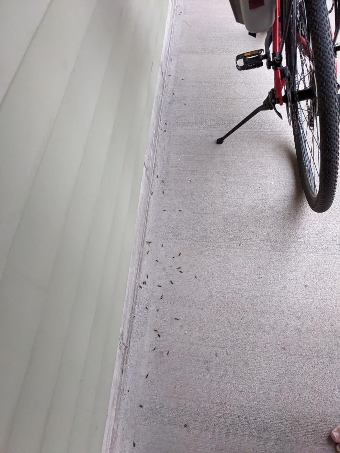 12 Best Termite Treatment Products in January 2026 (Tested)