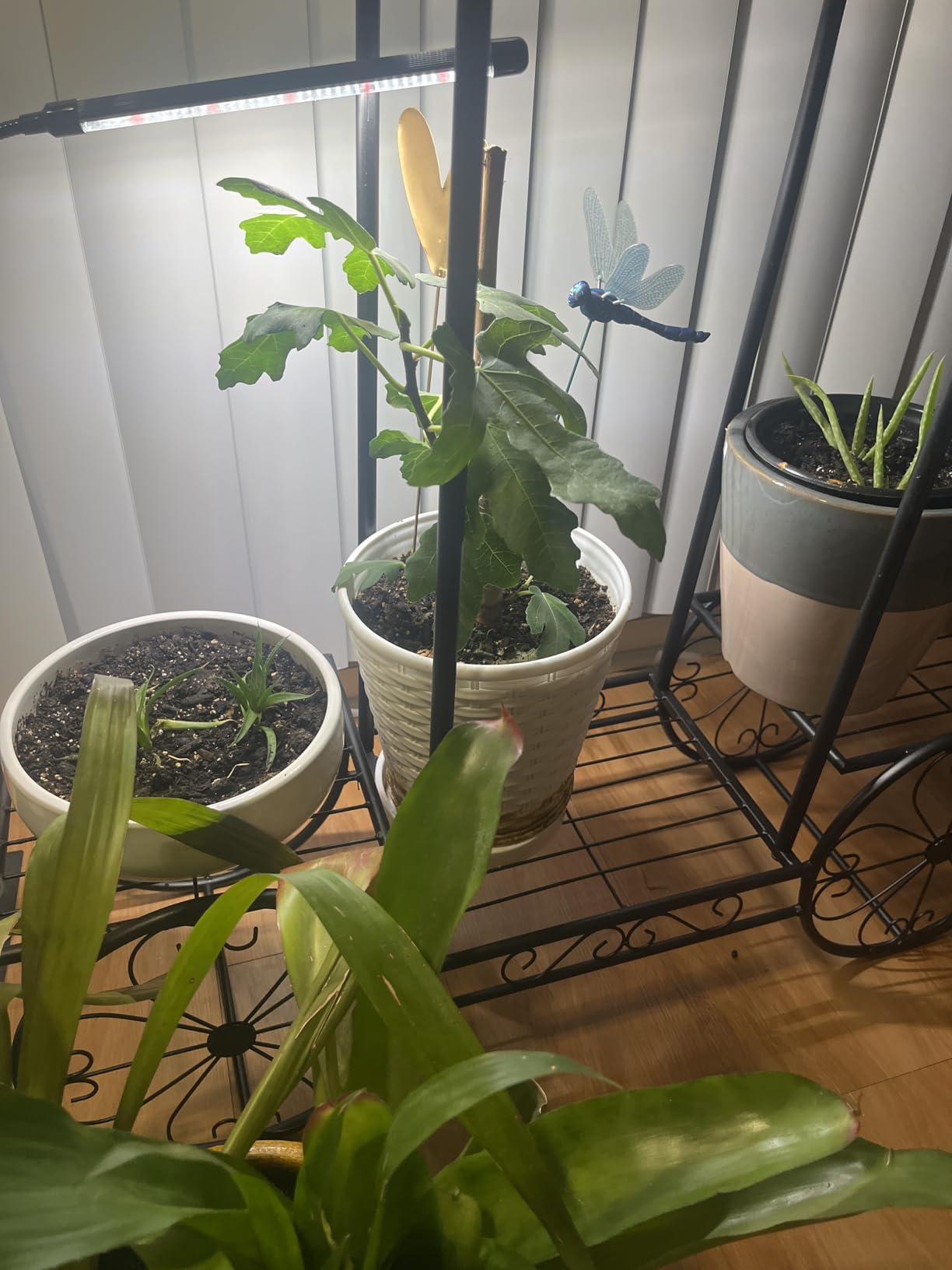 10 Best Grow Lights for Seedlings (January 2026) Complete Guide