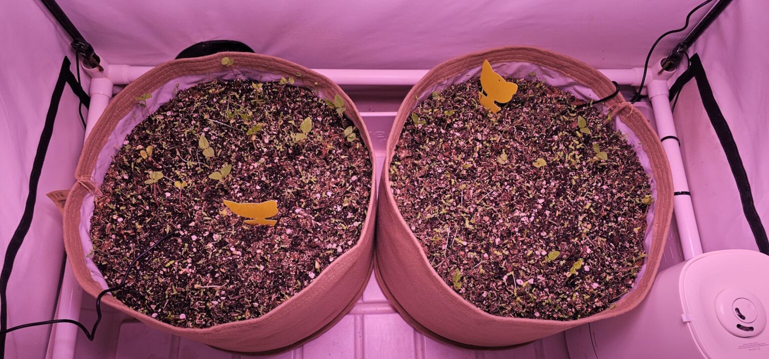 12 Best WiFi Garden Sensors for Plant Monitoring (January 2026)