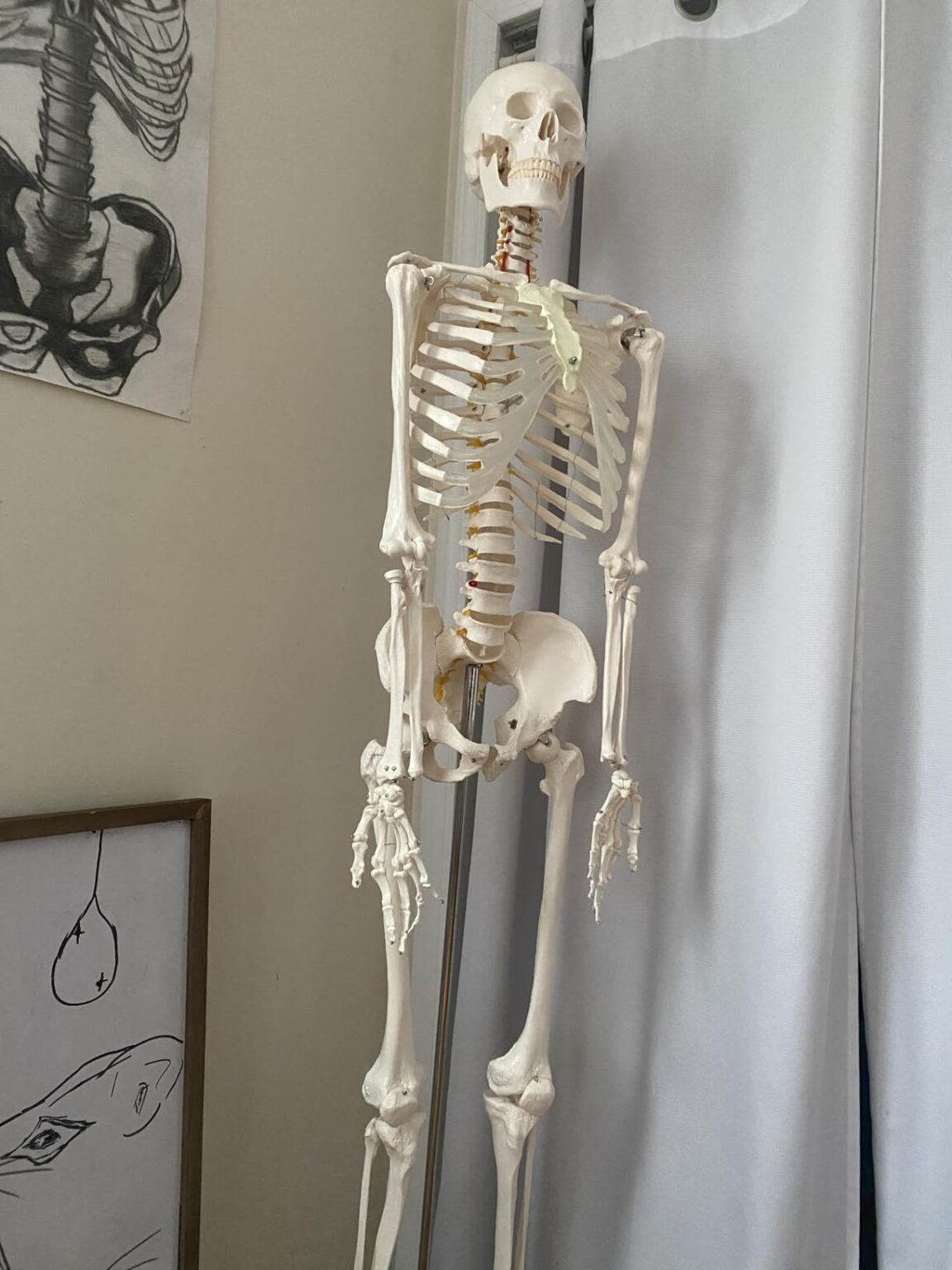 12 Best Premium Anatomy Teaching Models (June 2026) Expert Reviews